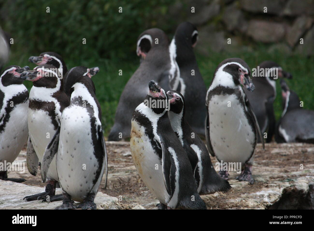Chester Zoo animals Stock Photo - Alamy
