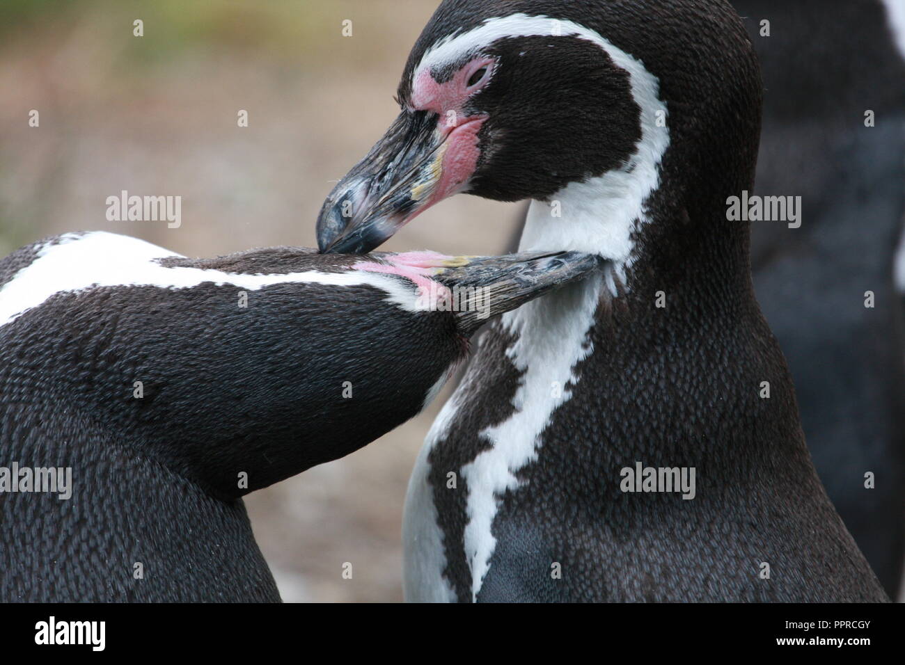 Chester Zoo animals Stock Photo - Alamy