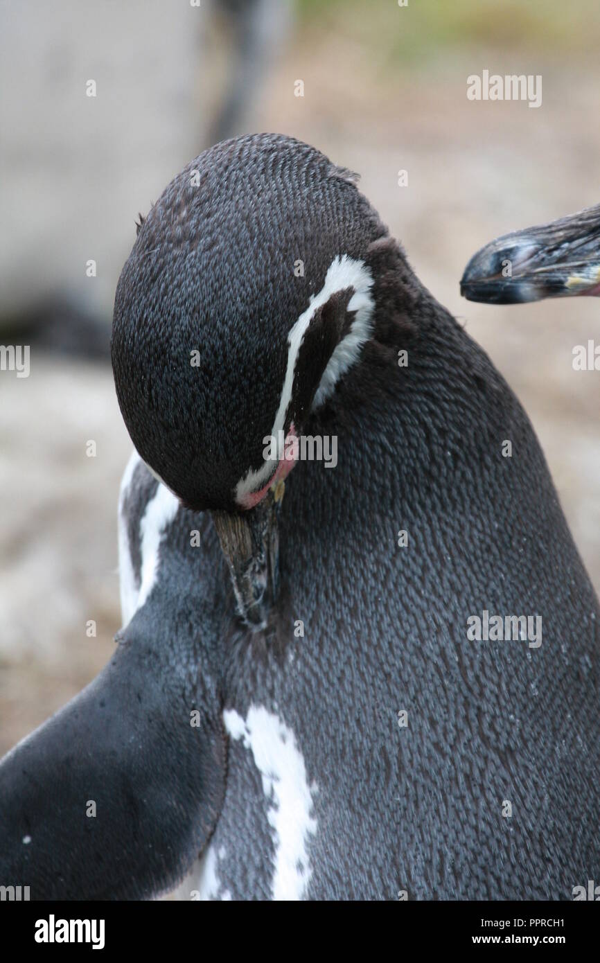 Chester Zoo animals Stock Photo - Alamy