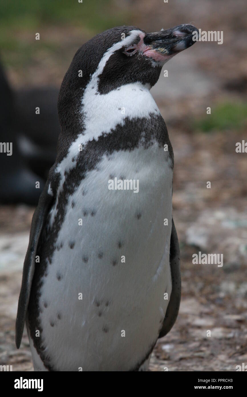 Chester Zoo animals Stock Photo - Alamy