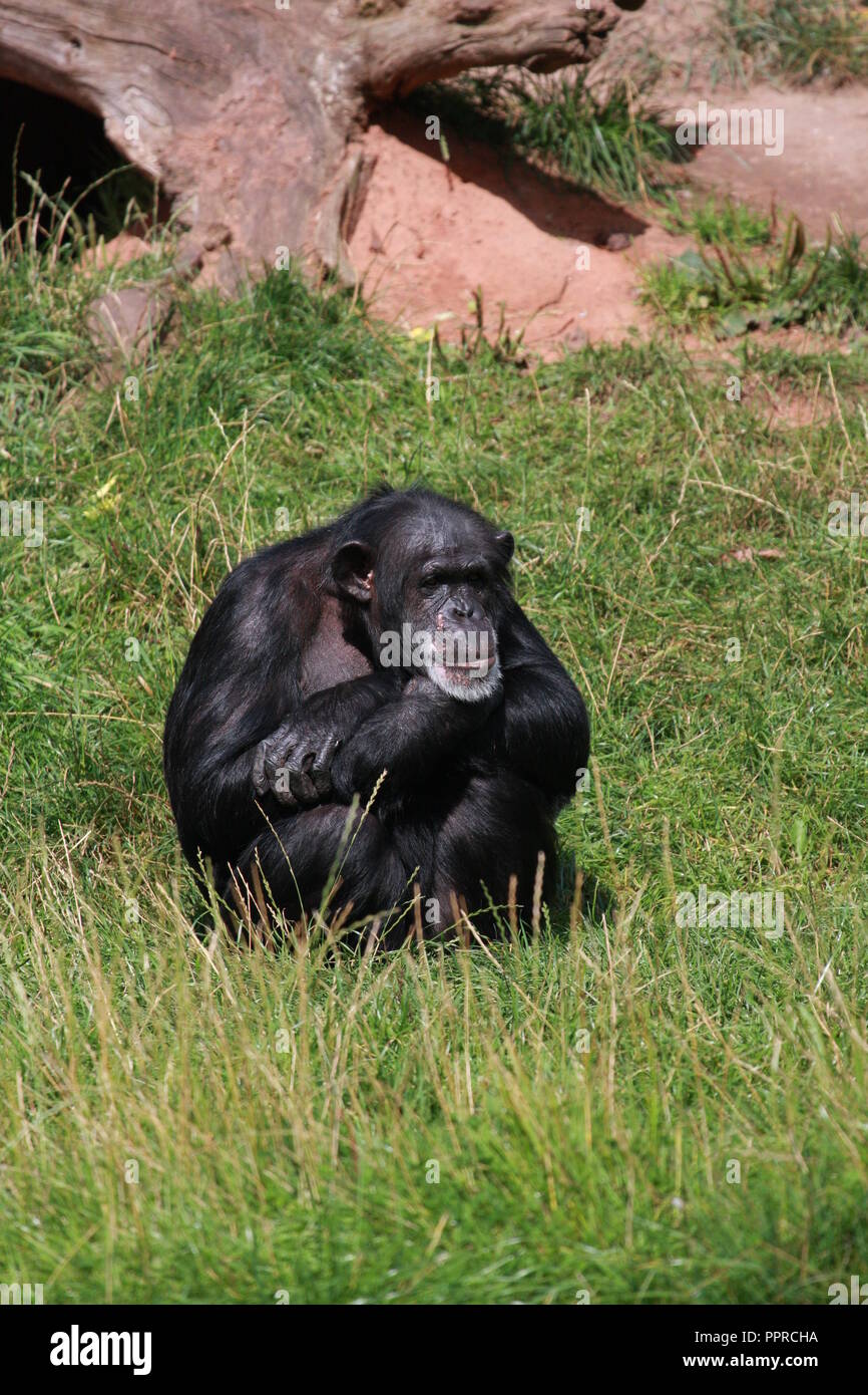 Chester Zoo animals Stock Photo - Alamy
