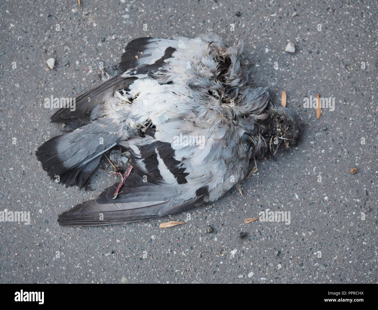 Dead bird body hi-res stock photography and images - Alamy