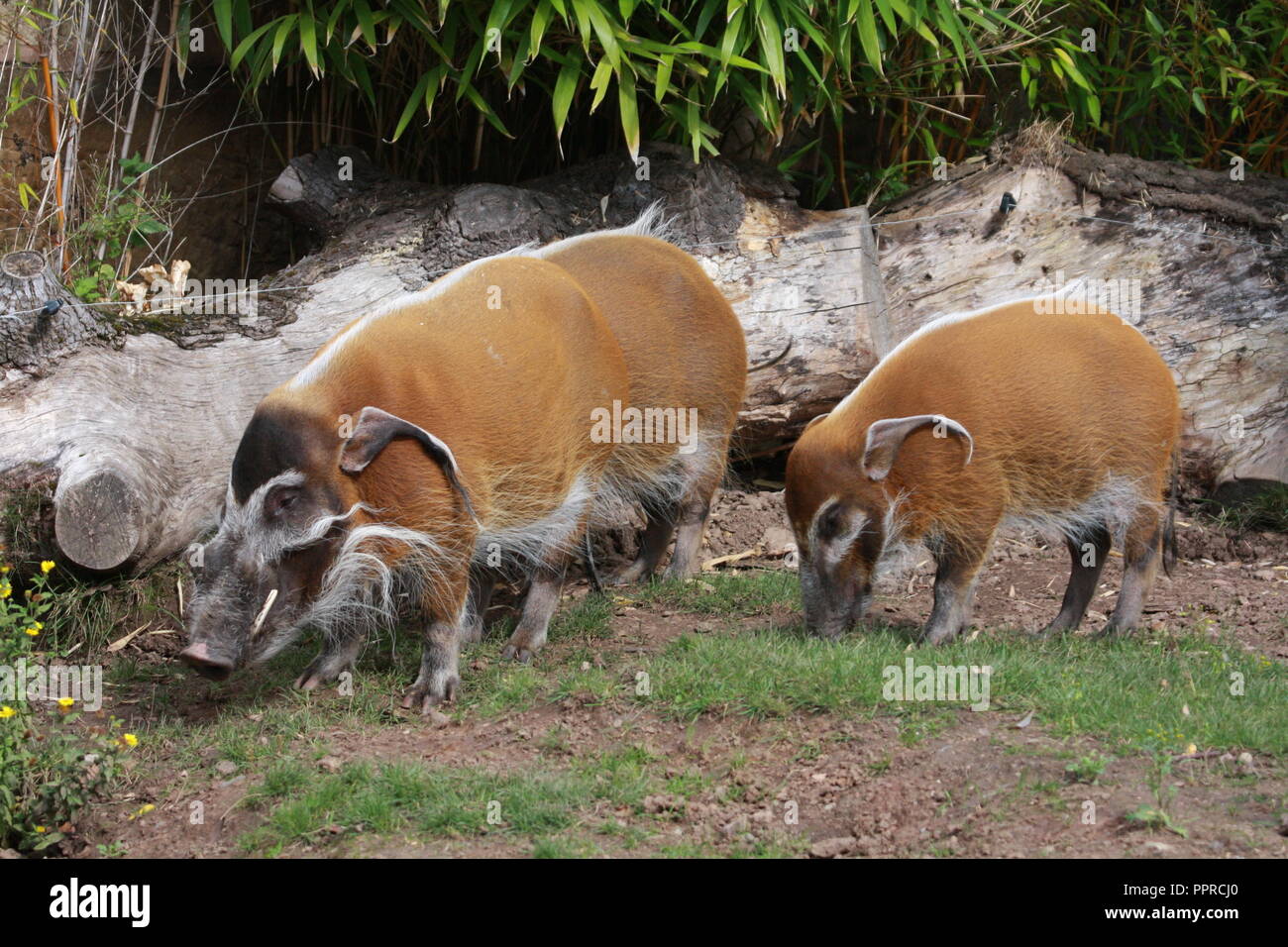 Chester Zoo animals Stock Photo - Alamy