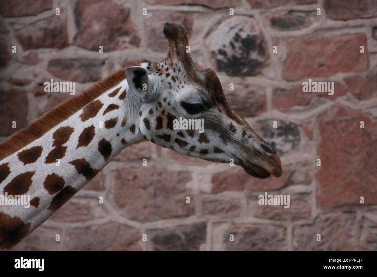Chester Zoo animals Stock Photo - Alamy