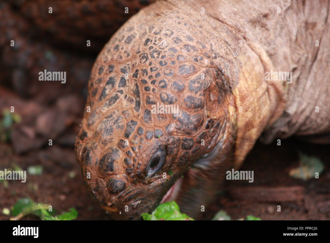 Chester Zoo animals Stock Photo - Alamy