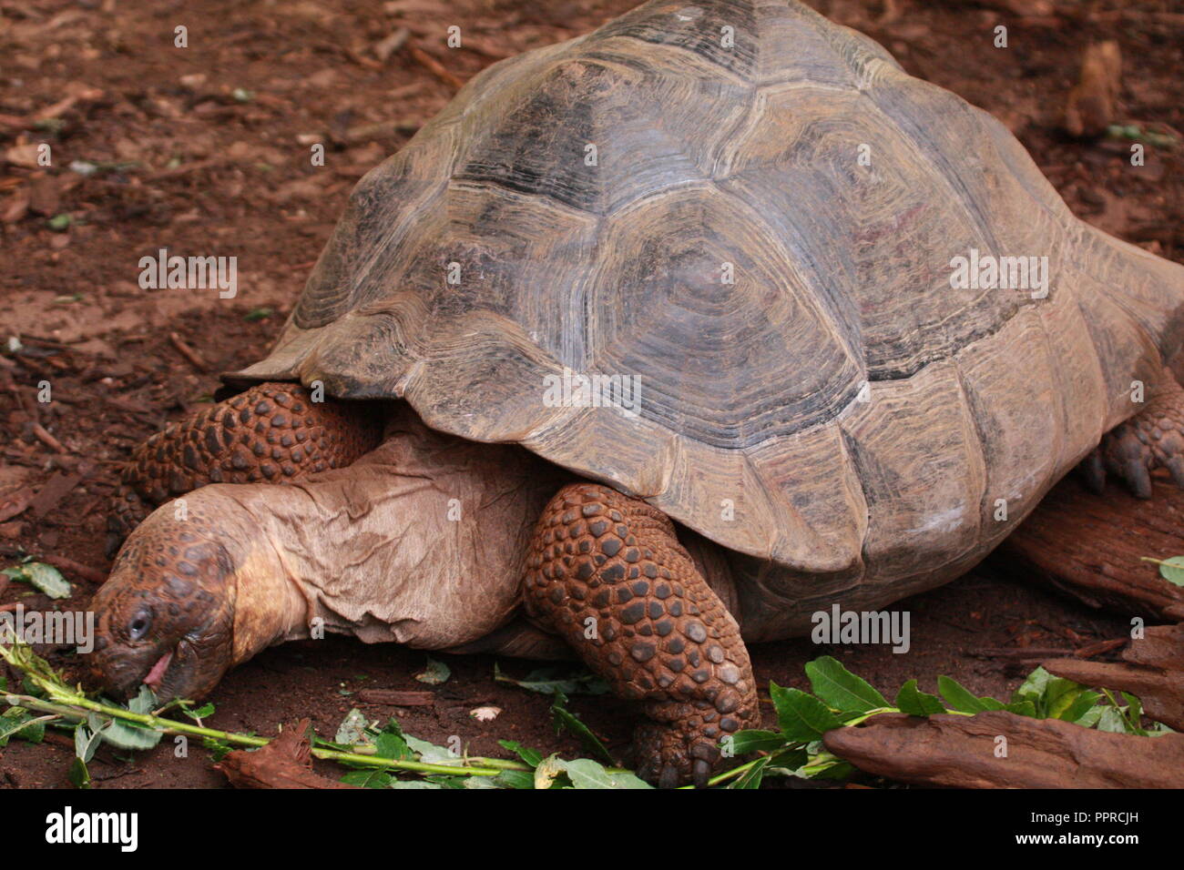Petting turtle hi-res stock photography and images - Alamy