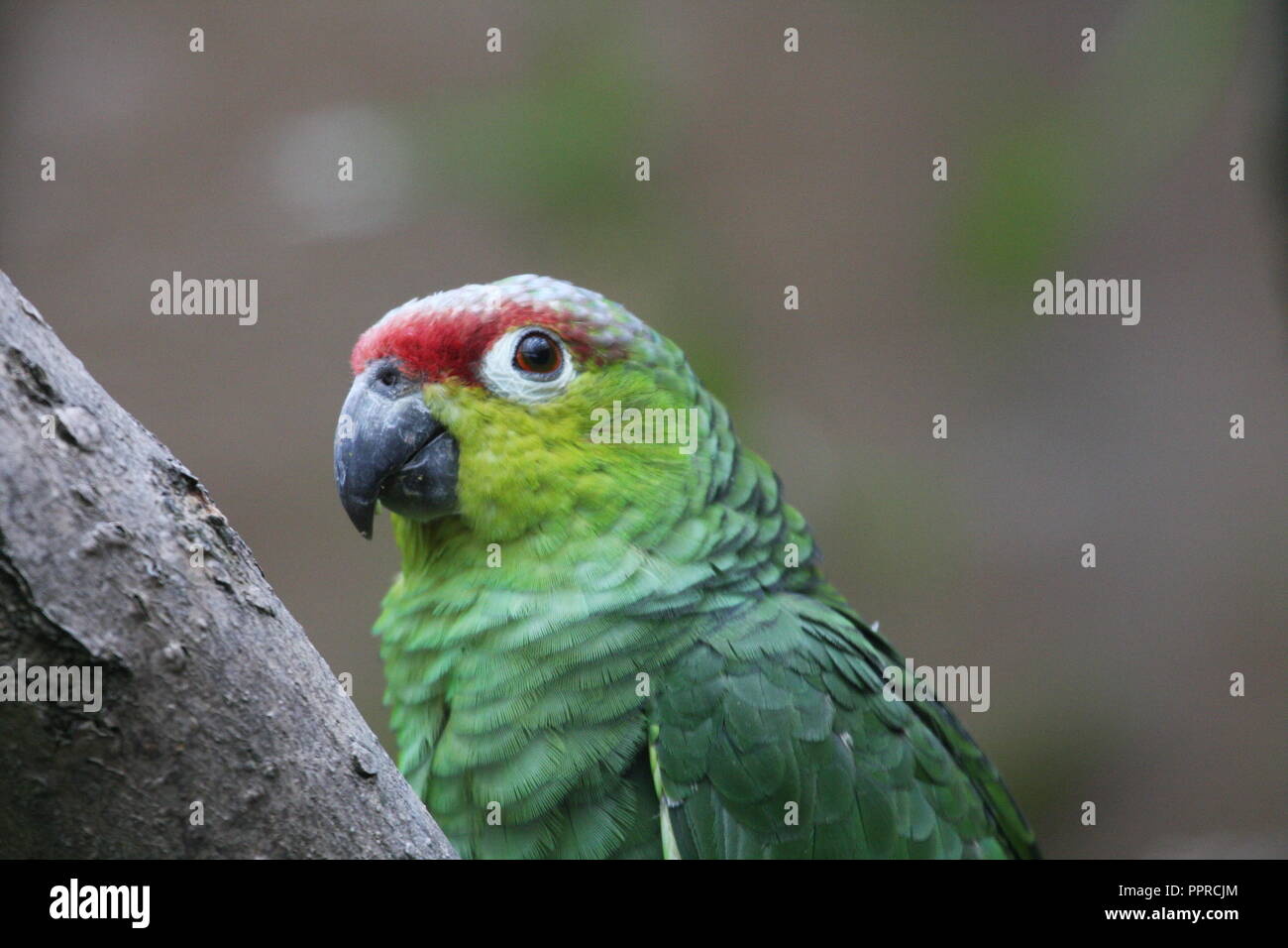 Big beek hi-res stock photography and images - Alamy