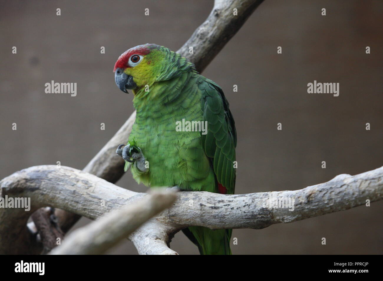 Chester Zoo animals Stock Photo - Alamy
