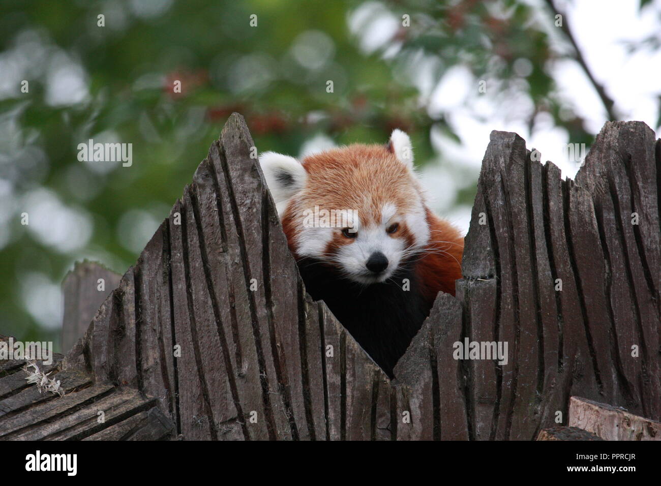 Chester zoo hi-res stock photography and images - Alamy