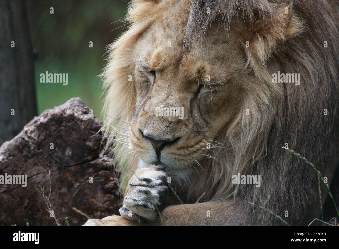 Chester Zoo animals Stock Photo - Alamy
