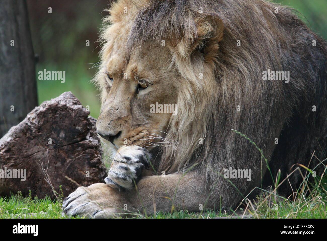 Lion at chester zoo hi-res stock photography and images - Alamy