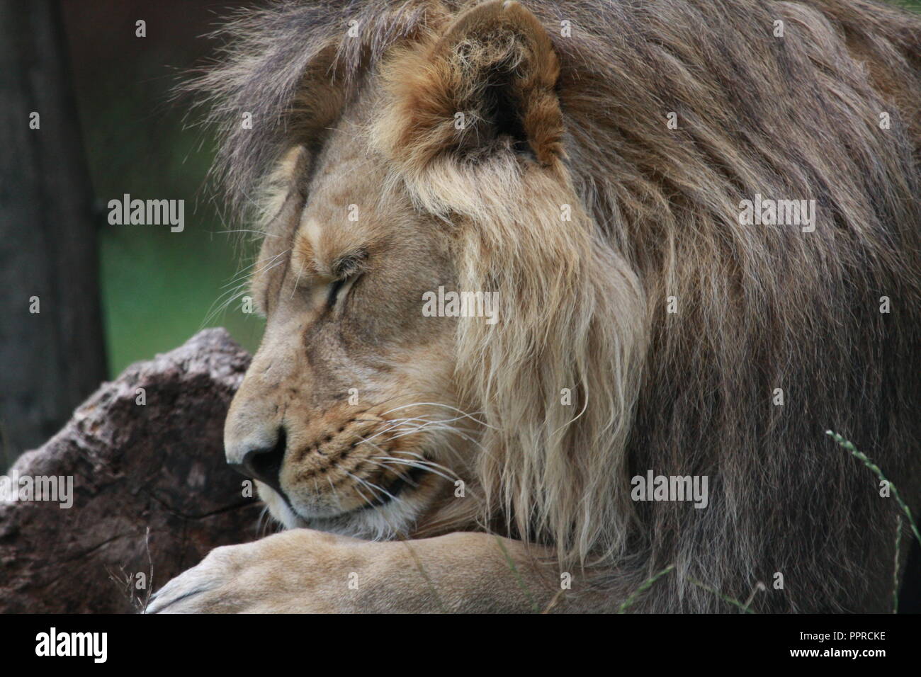Chester Zoo animals Stock Photo - Alamy