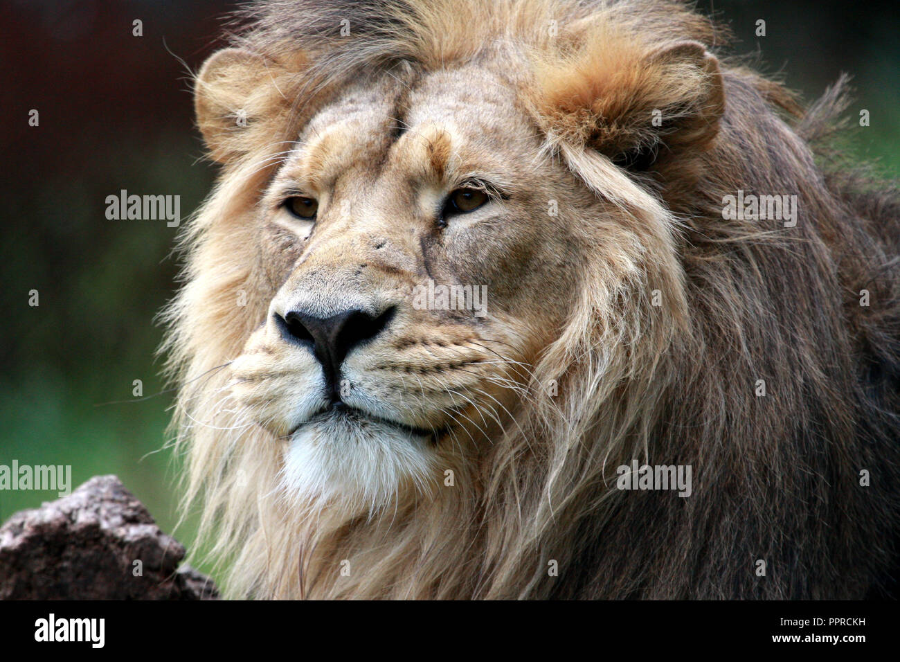 Chester Zoo animals Stock Photo - Alamy