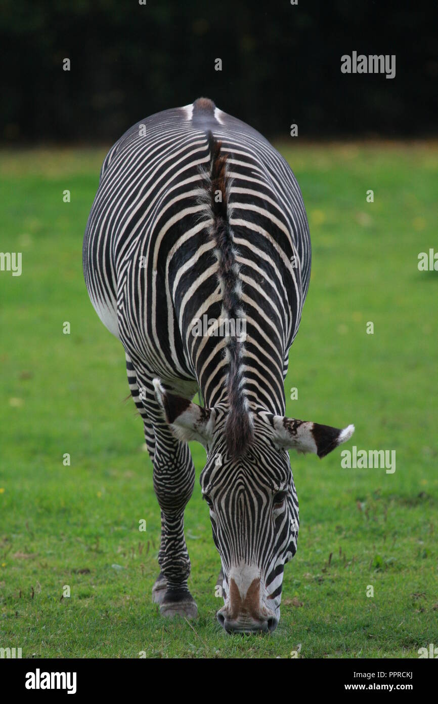 Chester Zoo animals Stock Photo - Alamy