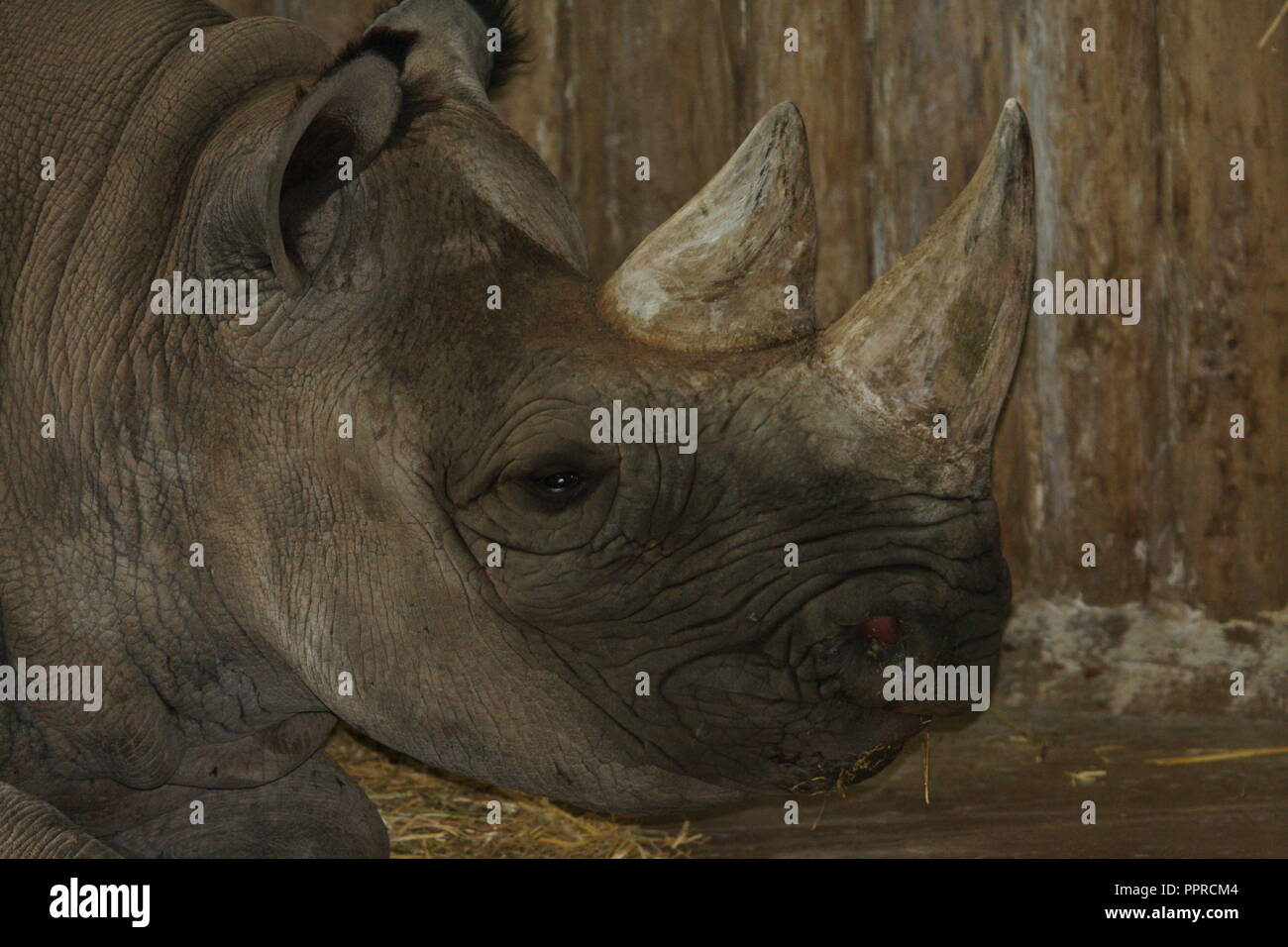 Chester Zoo animals Stock Photo - Alamy