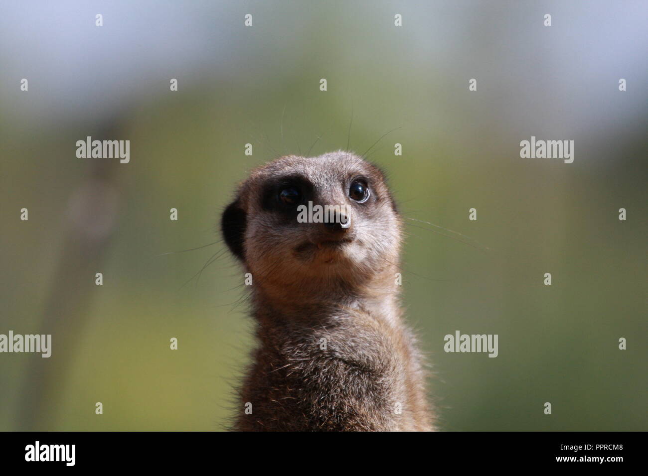 Chester Zoo animals Stock Photo - Alamy