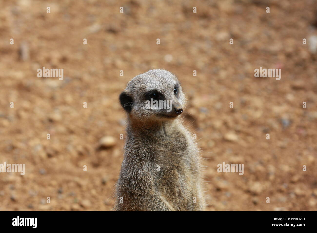 Chester Zoo animals Stock Photo - Alamy
