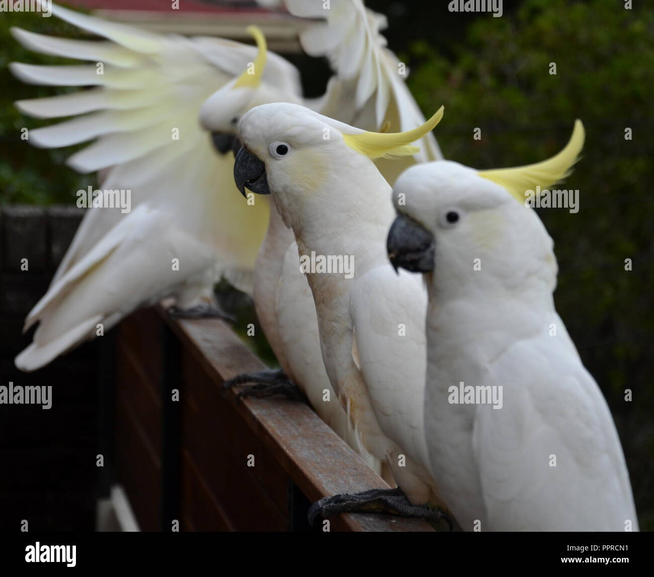 Portrait of Yellow-crested Cockatoo (Sydney NSW Australia). Cacatua ...
