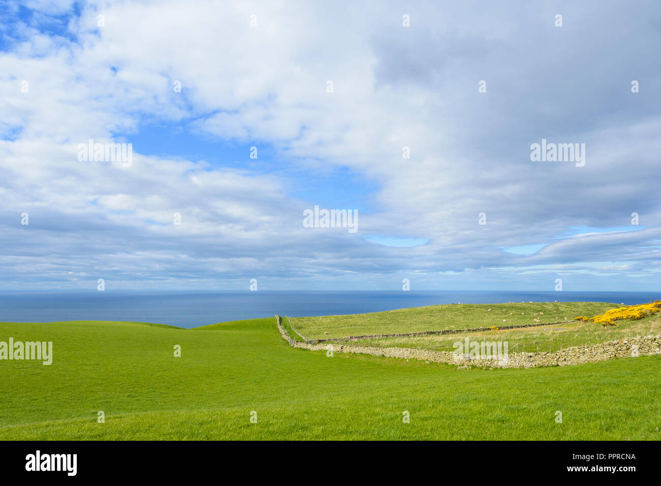Coastal landscape with the North Sea, Scotland, United Kingdom Stock ...