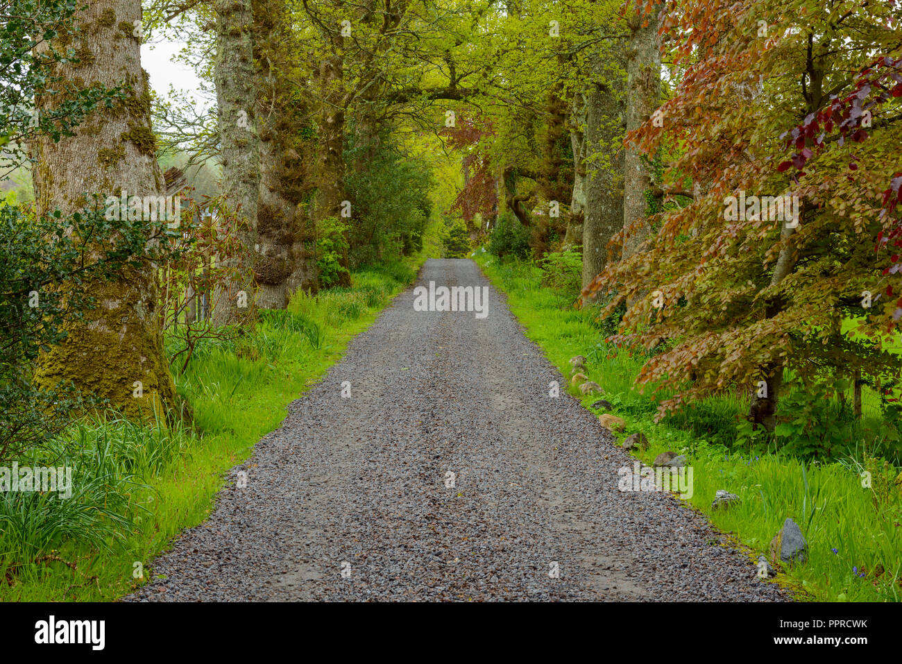 Gravel road with tree alley, Scotland, United Kingdom Stock Photo - Alamy