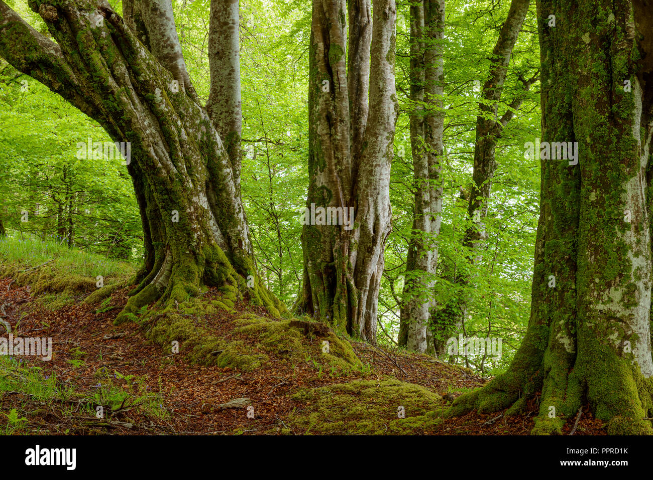 Old beech trees Armadale, Isle of Skye, Scotland, United Kingdom Stock ...