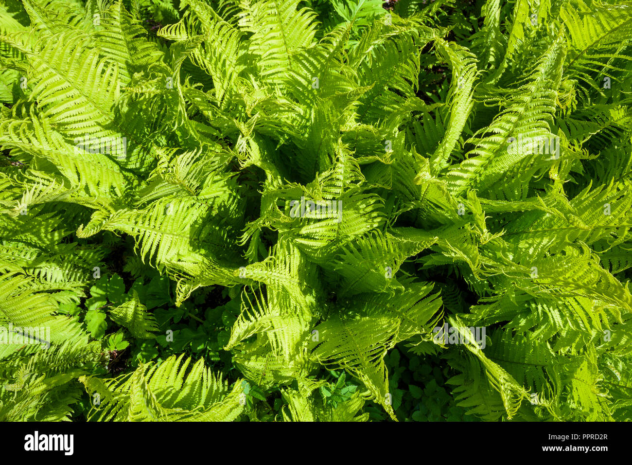 Fresh fern plant in spring, Isle of Skye, Scotland, United Kingdom ...