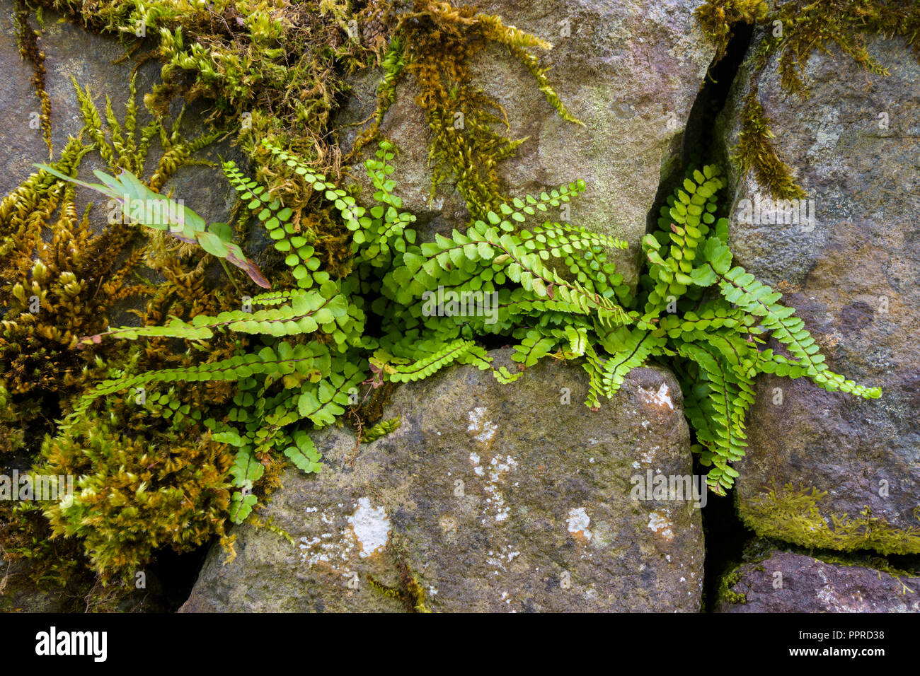 Fresh fern on wall, Isle of Skye, Scotland, United Kingdom Stock Photo ...