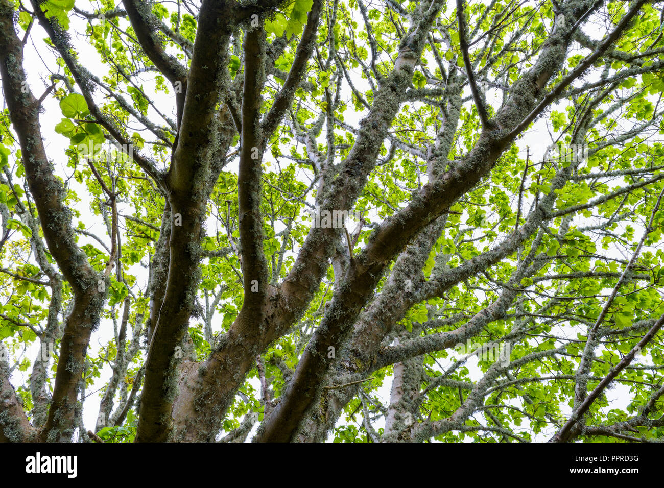 Maple tree with lichen in spring, Isle of Skye, Scotland, United ...