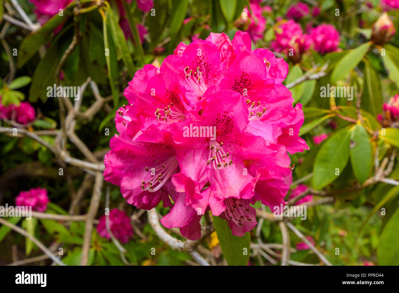 Pink flowering rhododendron bush in spring, Isle of Skye, Scotland ...