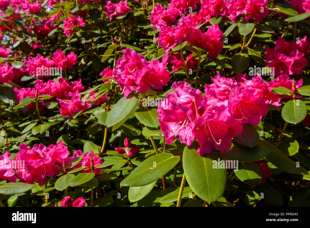 Pink flowering rhododendron bush in spring, Isle of Skye, Scotland ...