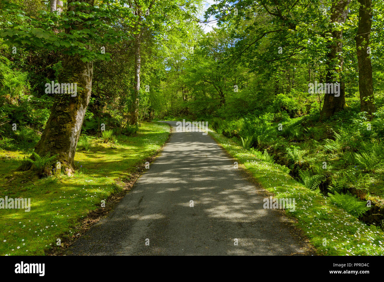 Road in the forest, Isle of Skye, Scotland, United Kingdom Stock Photo ...
