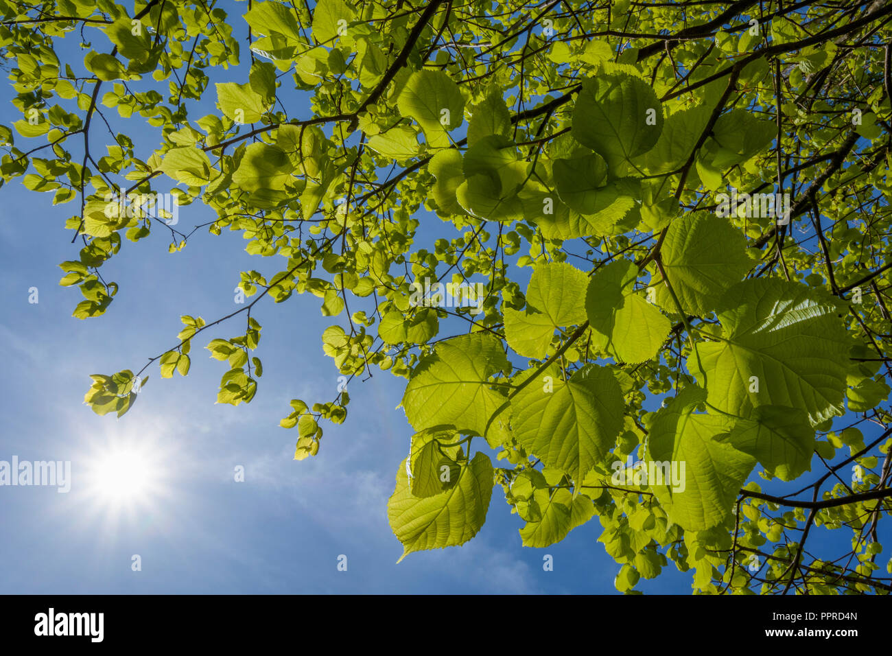 Fresh green lime tree leaves with sun in spring, Isle of Skye, Scotland ...