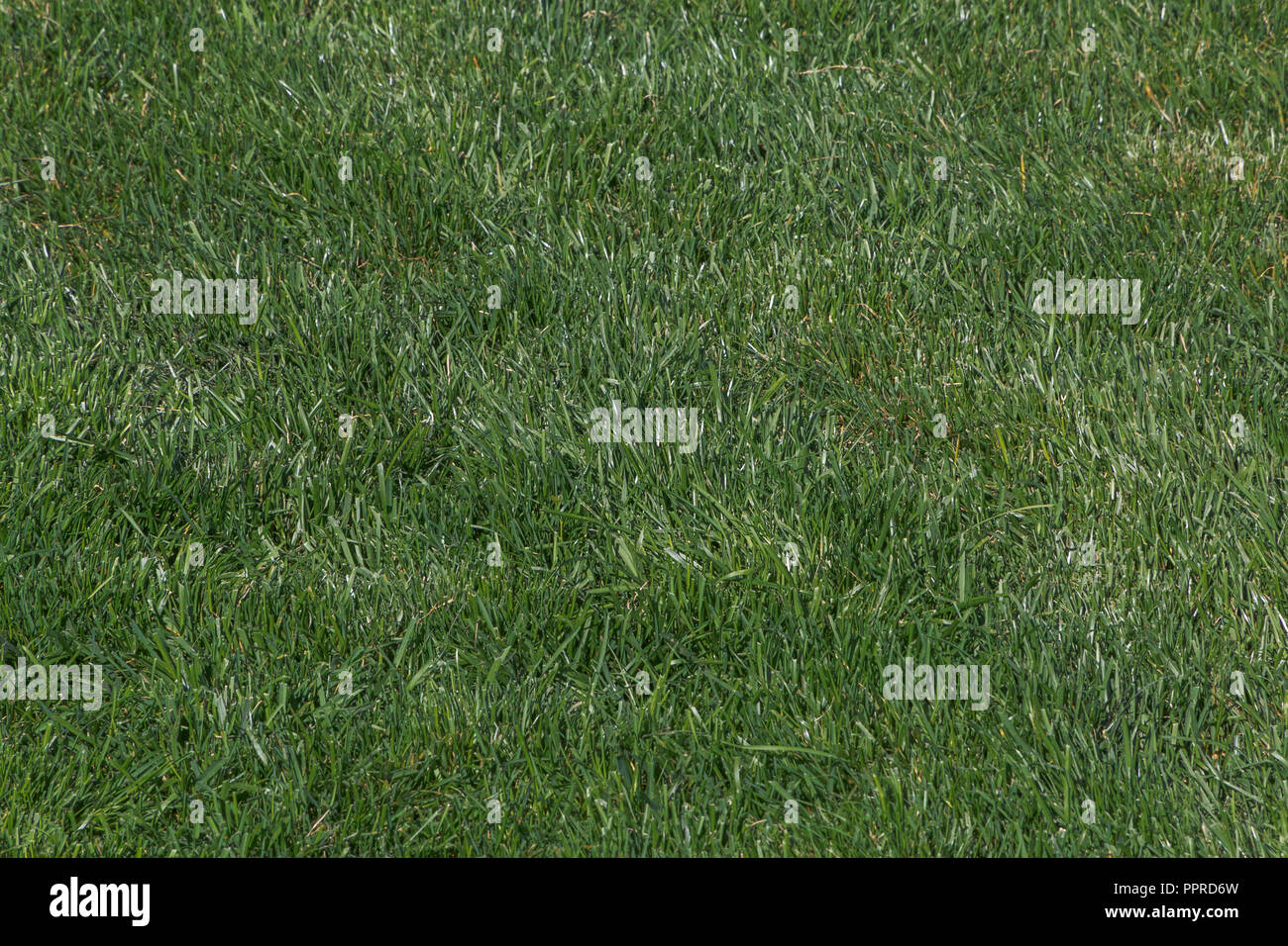 natural background: green grass on lawn in park Stock Photo - Alamy