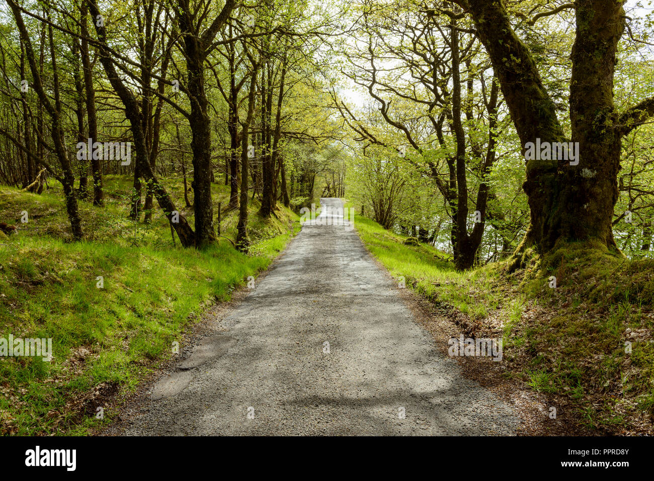 Scottish single track road street lined with old oak trees in spring ...
