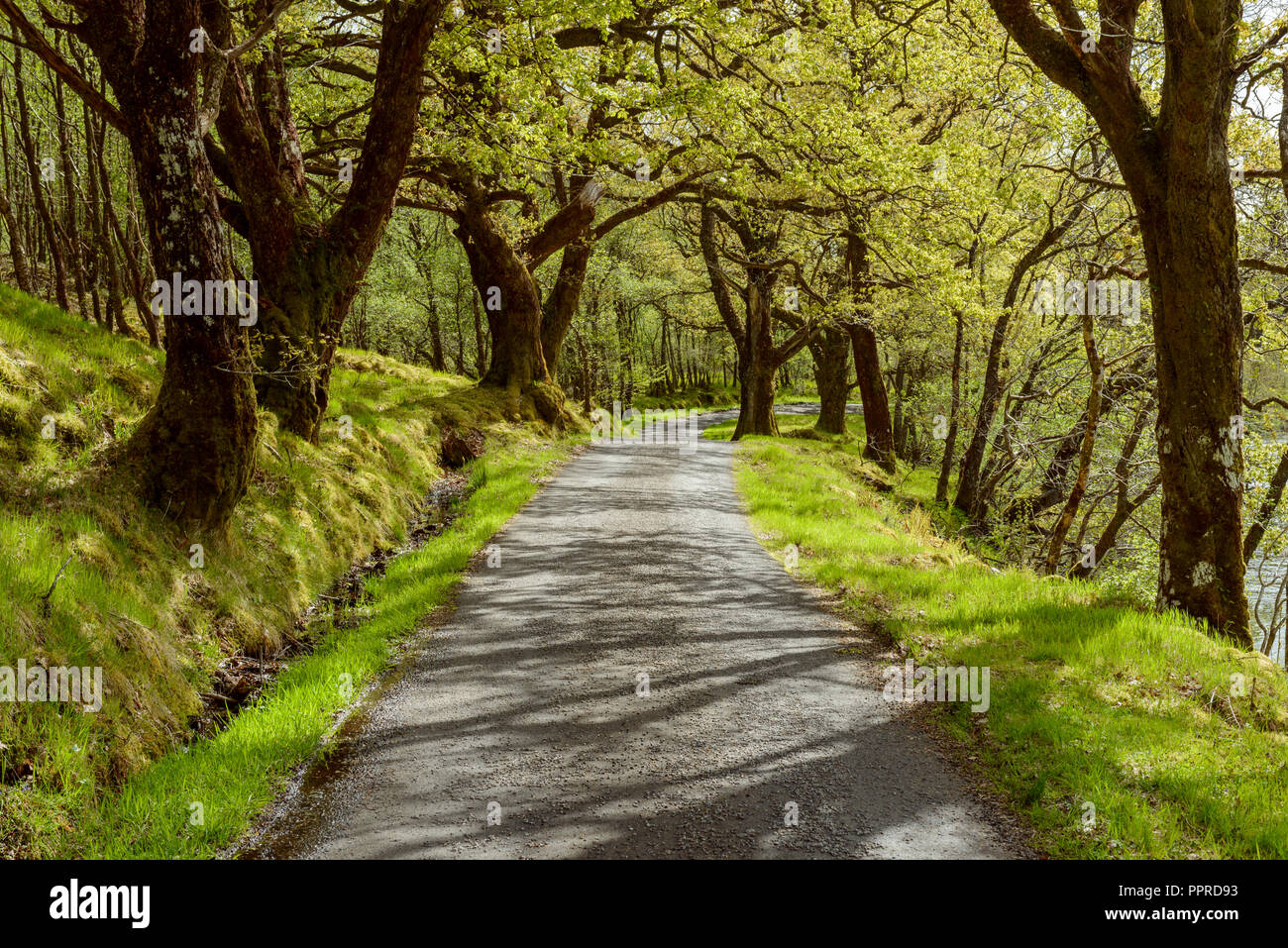 Scottish single track road street lined with old oak trees in spring ...