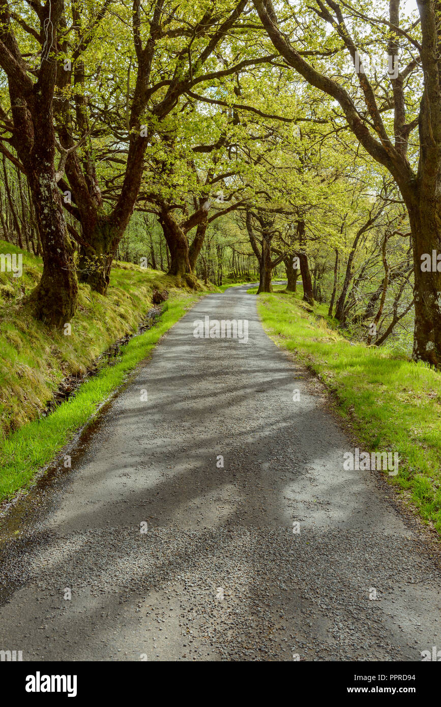 Scottish single track road street lined with old oak trees in spring ...