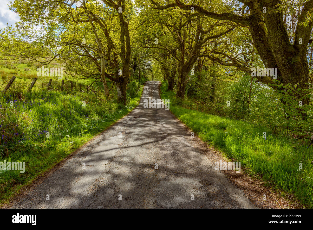 Scottish single track road street lined with old oak trees in spring ...