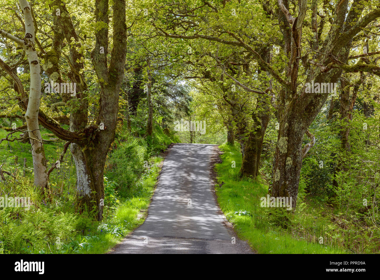 Scottish single track road street lined with old oak trees in spring ...