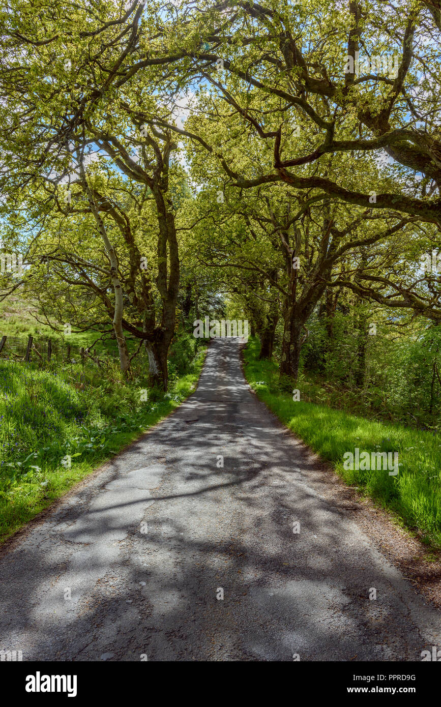 Scottish single track road street lined with old oak trees in spring ...