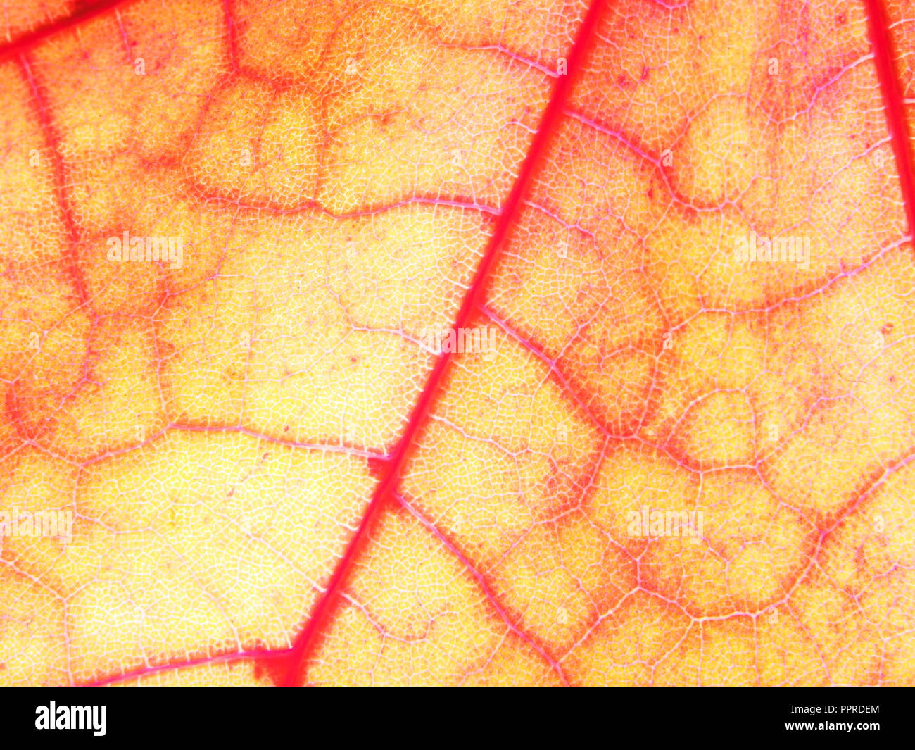 Fallen autumn leaves close-up. Plant texture. Defoliation. Macro mode ...