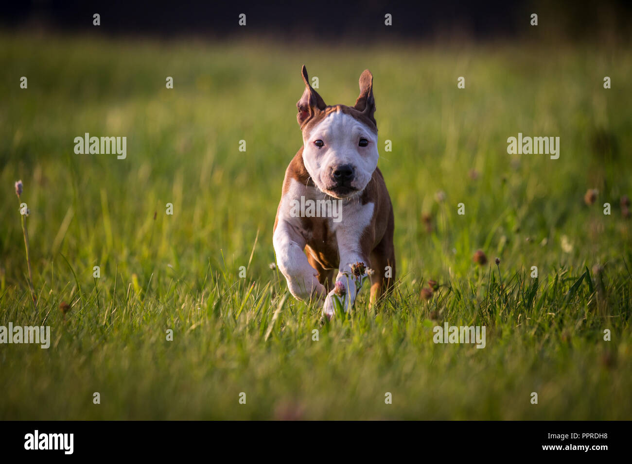 Pitbull running meadow hi-res stock photography and images - Alamy