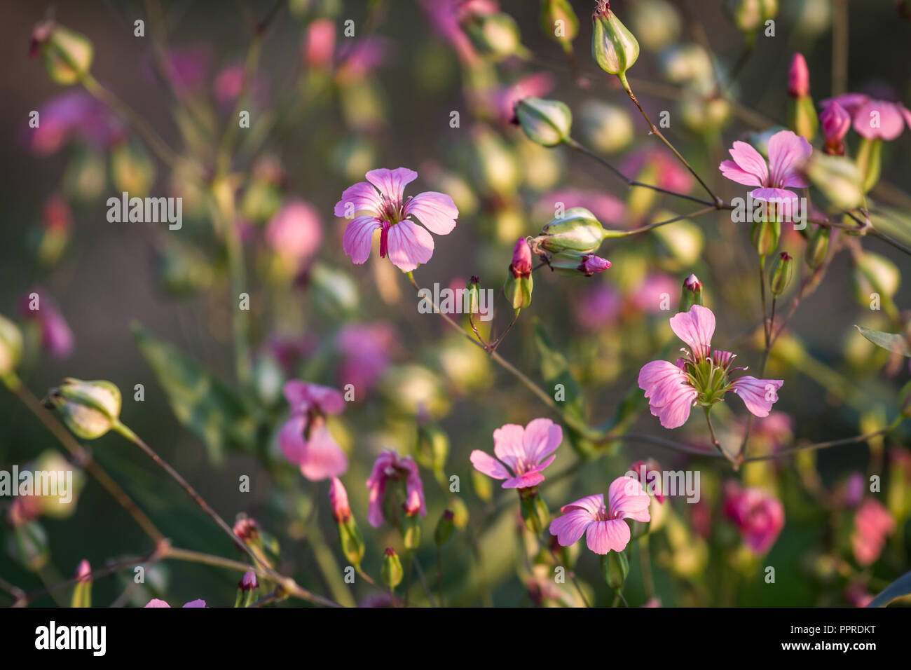Cow cockle, Nancy (Vaccaria hispanica Stock Photo - Alamy
