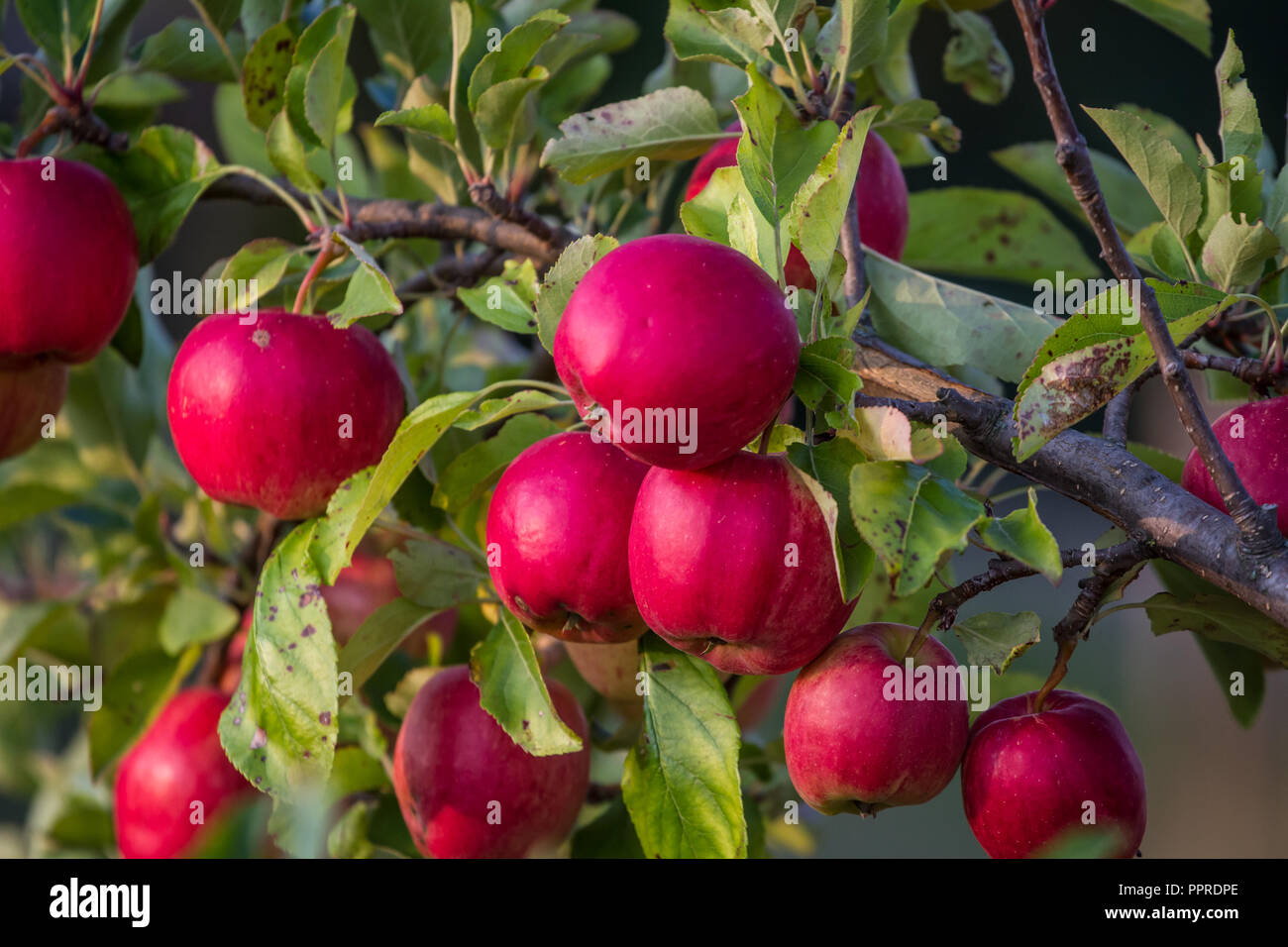 Apple tree (genus malus) with red apples in the autumn Stock Photo - Alamy