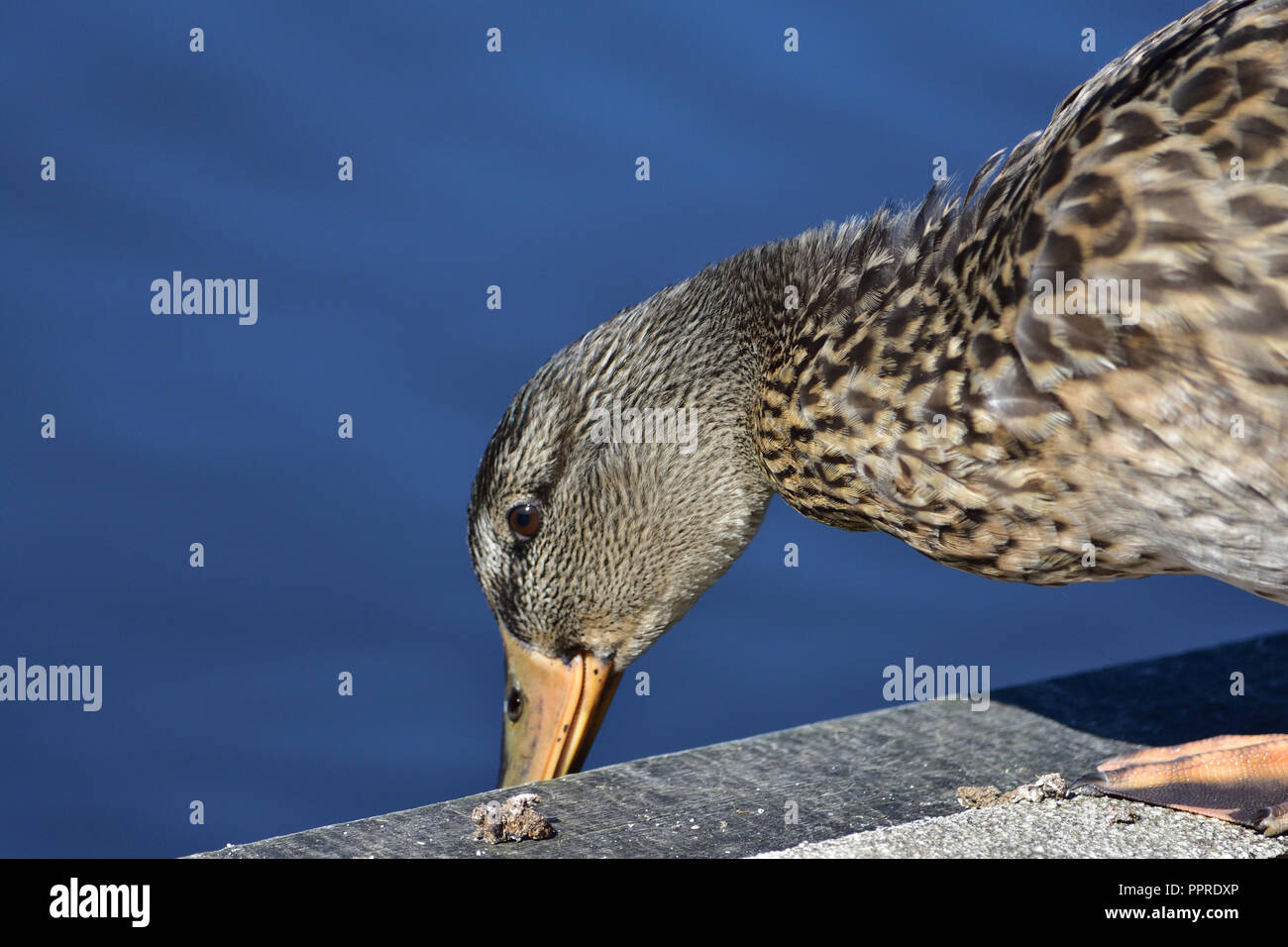 Mallard close hi-res stock photography and images - Alamy