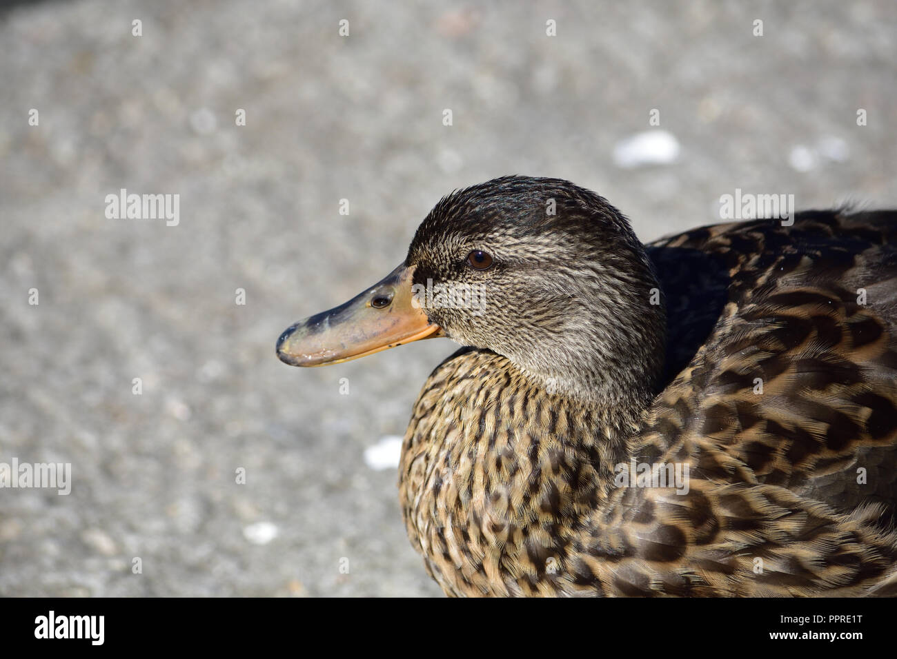 Mallard close hi-res stock photography and images - Alamy