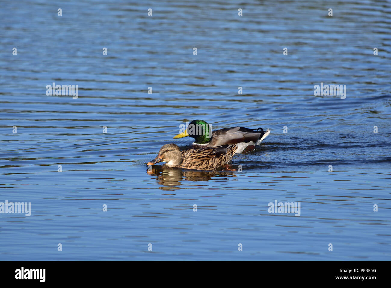 A mallard pair on the water Stock Photo - Alamy