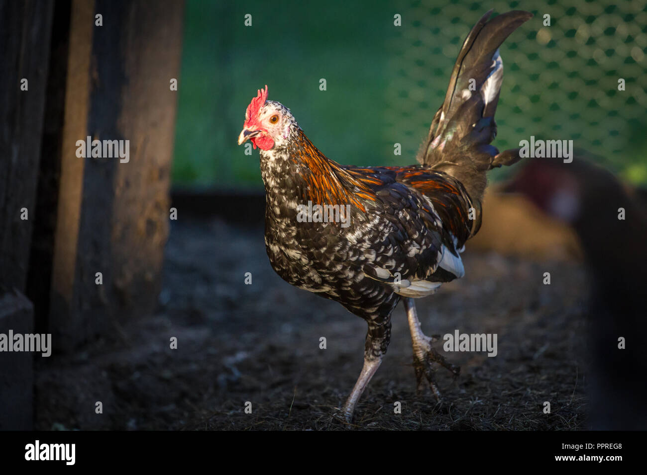 Young chicken rooster, Steinhendl, Stoapiperl (Gallus gallus domesticus ...