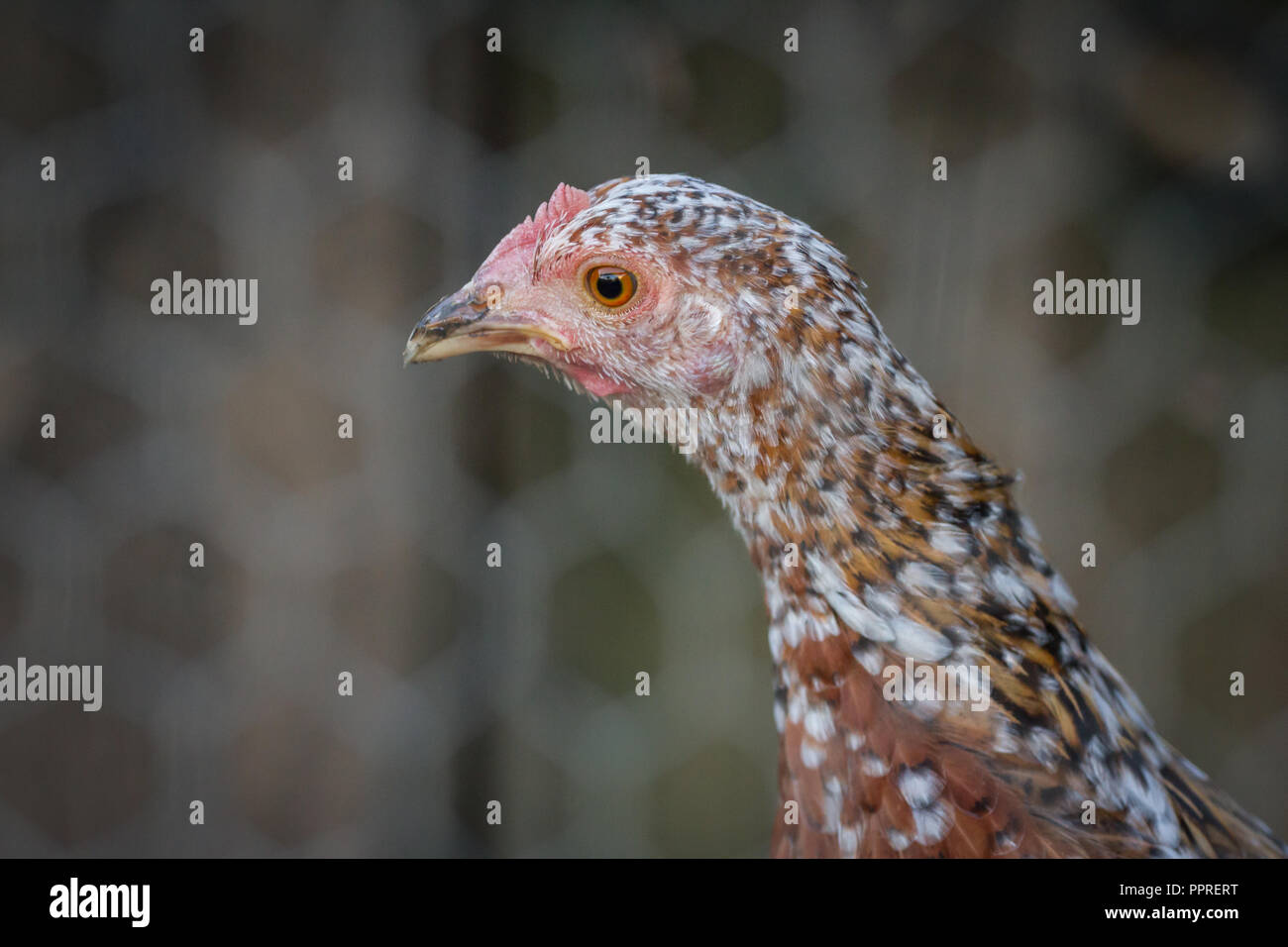 Endangered chicken breed hi-res stock photography and images - Alamy