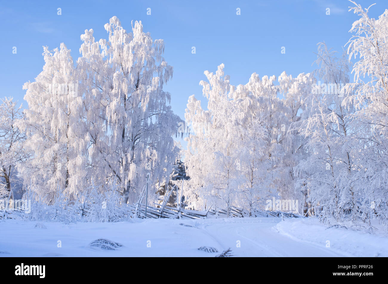 Snowy landscape with fence and trees hi-res stock photography and ...