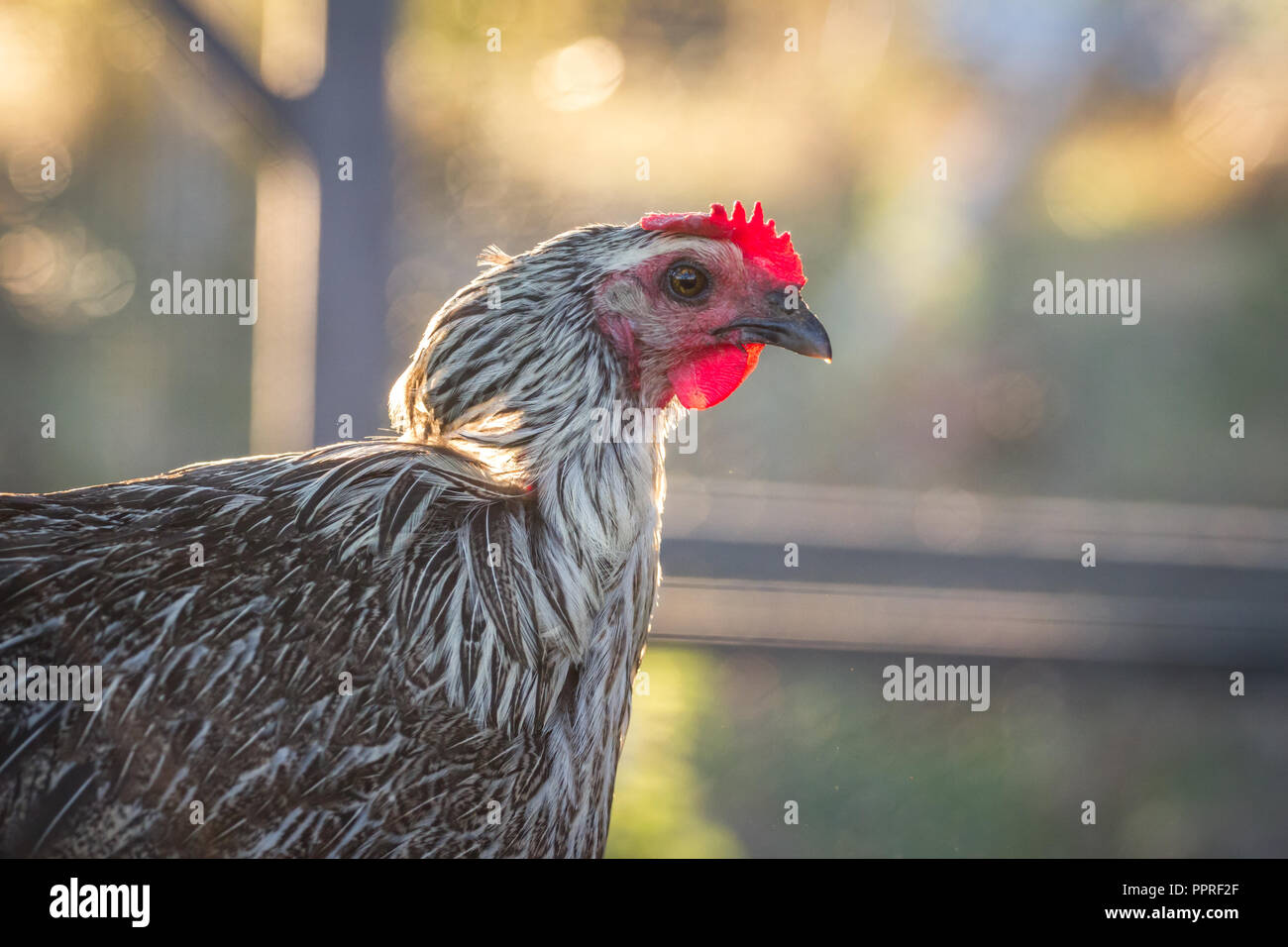 Happy free range chicken (Gallus gallus domesticus) against the sun at ...